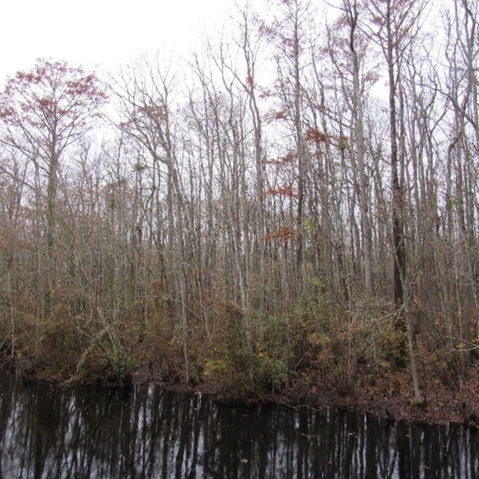 The Enviva Forest Conservation Fund Announces its 2022 Grant Recipients ...