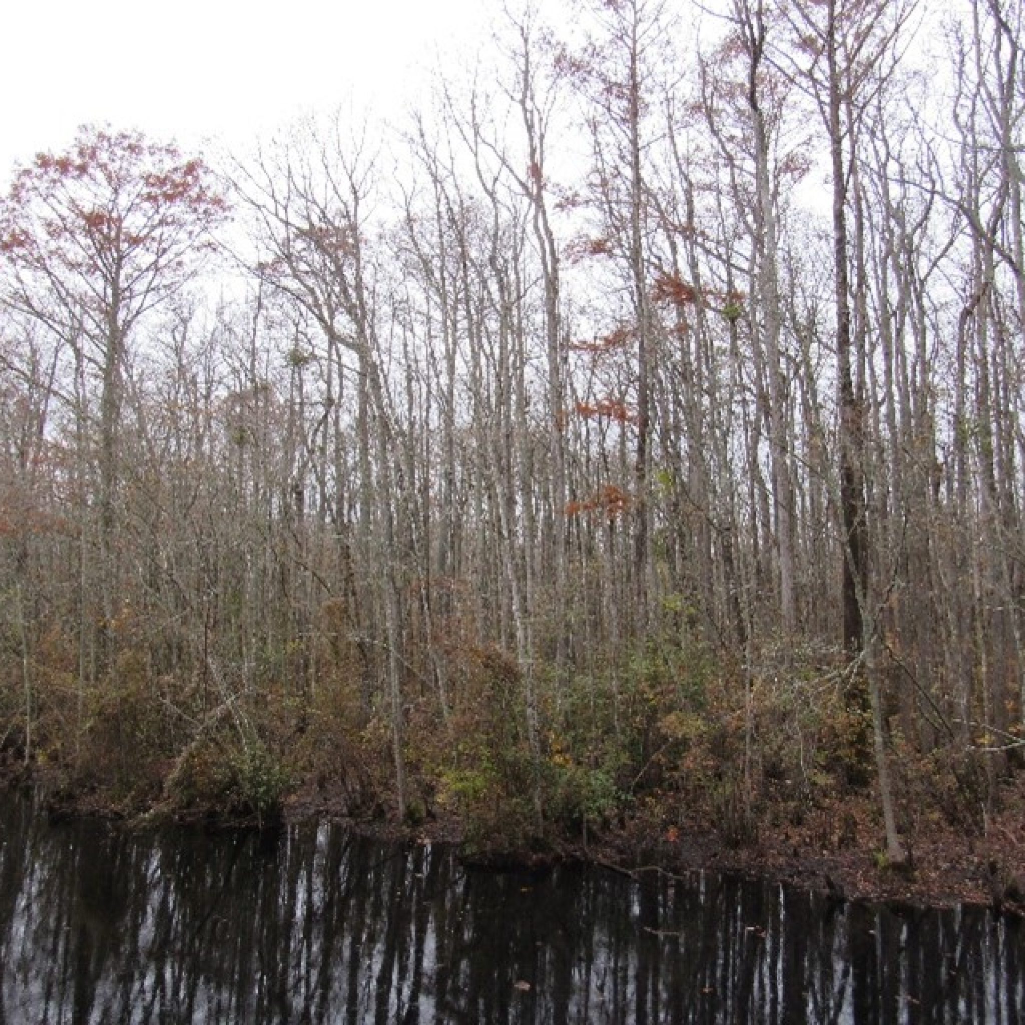 The Enviva Forest Conservation Fund Announces its 2022 Grant Recipients ...