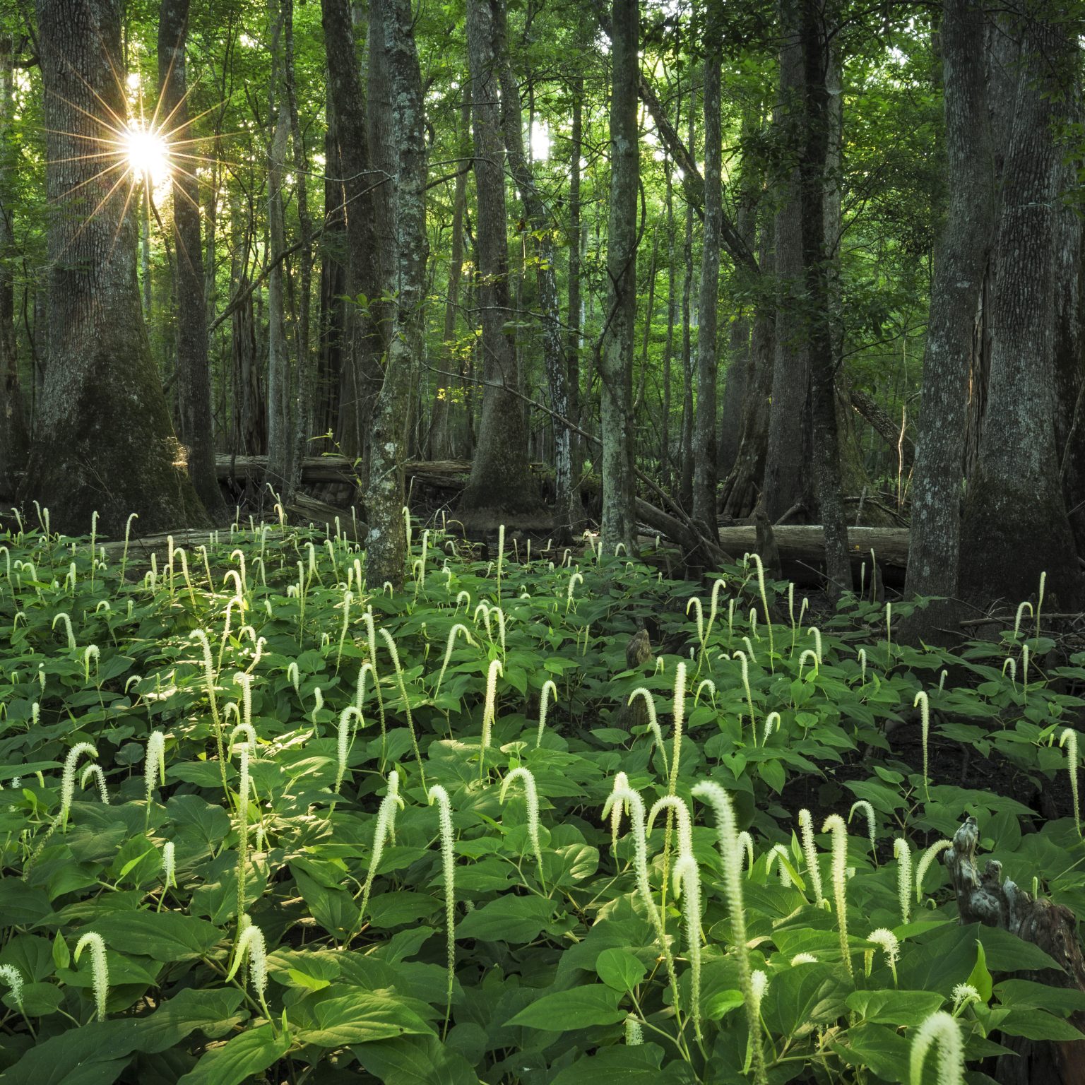 Who We Are - U.S. Endowment for Forestry & Communities, Inc.