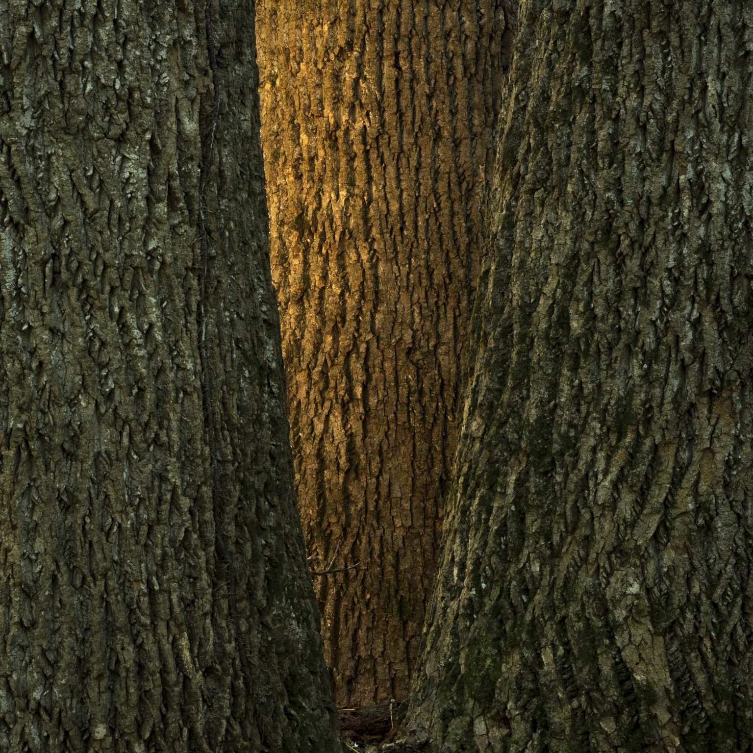 Who We Are - U.S. Endowment for Forestry & Communities, Inc.