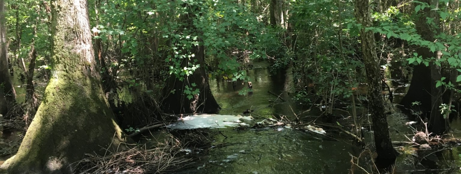 Virginia Department of Forestry and Enviva Forest Conservation Fund ...