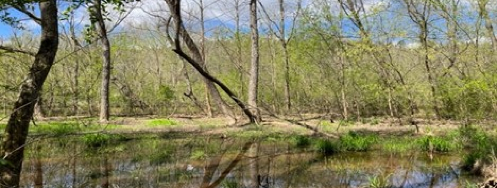 Three Rivers Land Conservancy and The Enviva Forest Conservation Fund ...